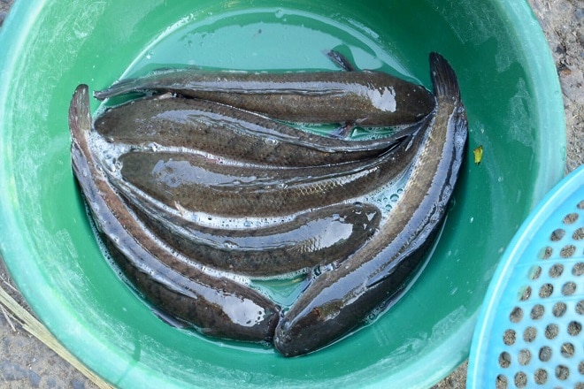 Cách nấu bún cá lóc Kiên Giang theo công thức từ người dân nơi đây